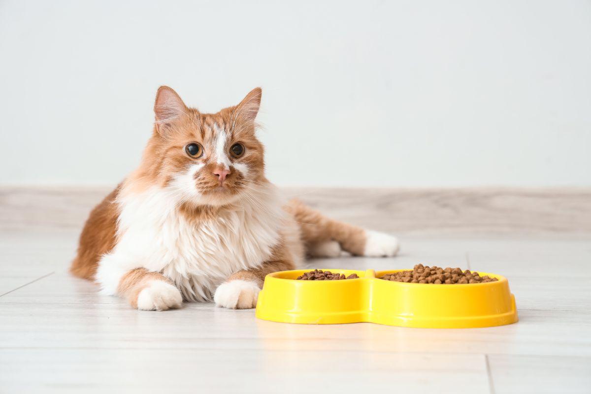 The 8 Best Cat Foods for Allergic Cats (and the Ingredient Checklist ...