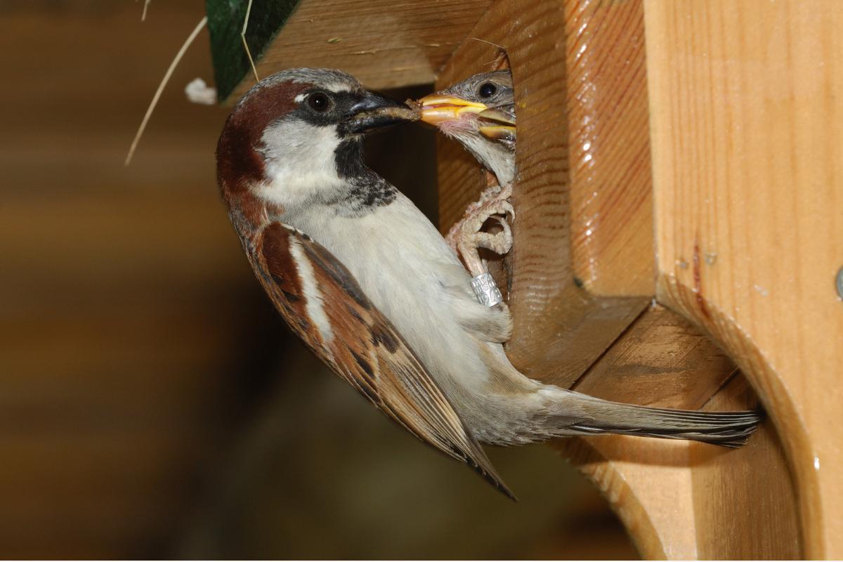 How Long Do Sparrows Live? - Lifespan of a Sparrow in the Wild and ...