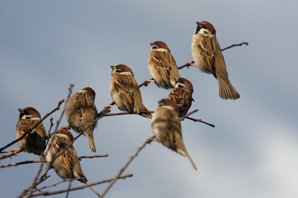 How Long Do Sparrows Live? - Lifespan of a Sparrow in the Wild and ...