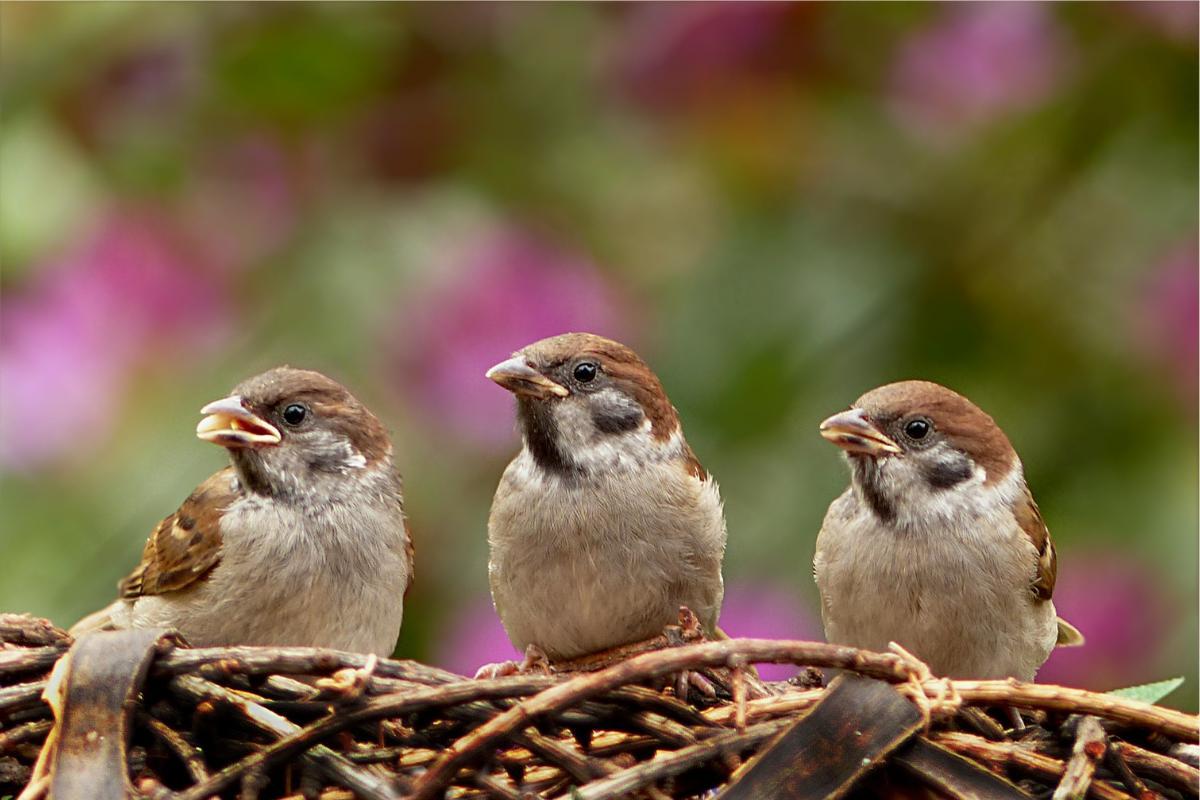 How Long Do Sparrows Live? - Lifespan of a Sparrow in the Wild and ...