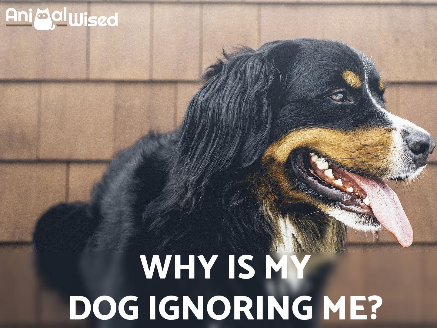 My Dog Keeps Ignoring Me - What Should I Do?