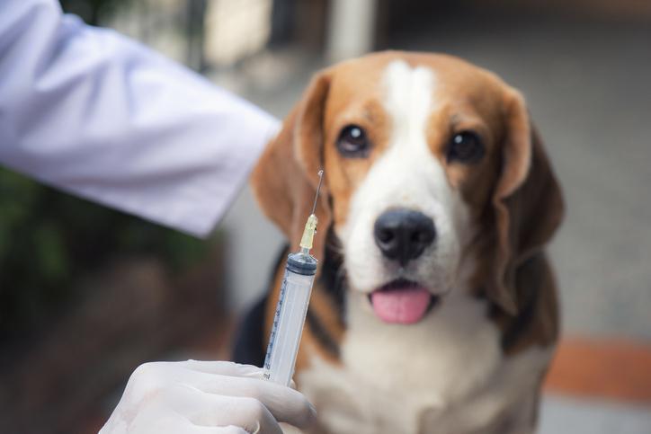 Rabies Vaccine for Dogs - Schedule, Side Effects, Cost and More
