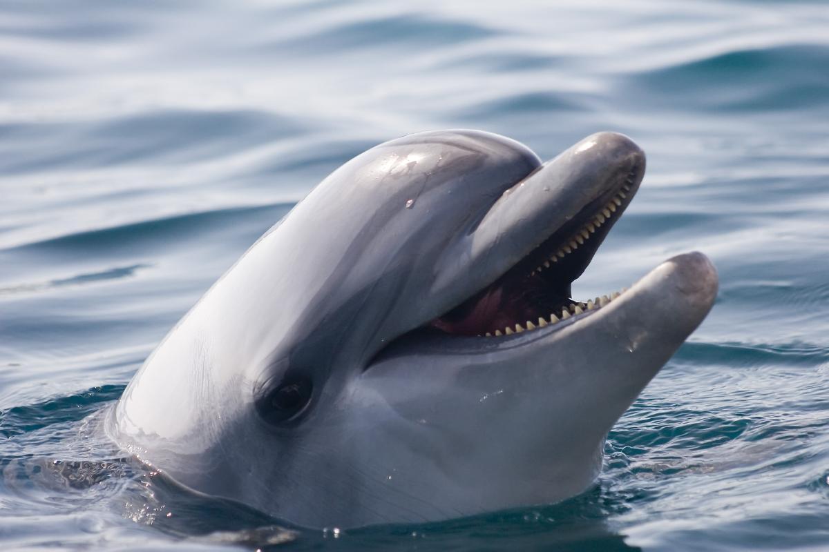 Do Dolphins Have Hair or Fur? - Dolphin Skin Facts