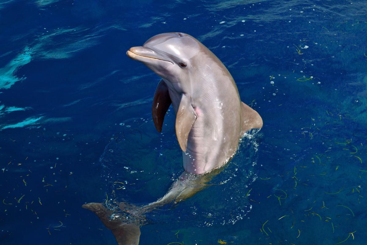 Do Dolphins Have Hair or Fur? - Dolphin Skin Facts