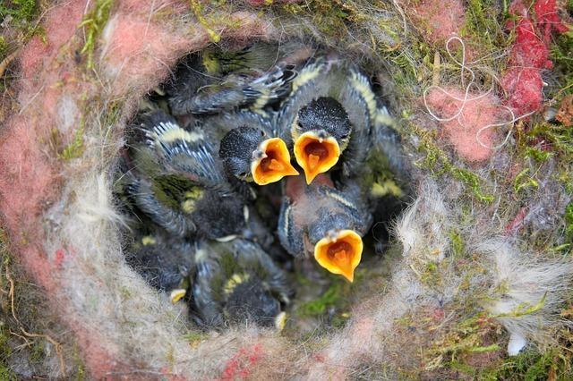 Caring for a Goldfinch: Basic Guidelines