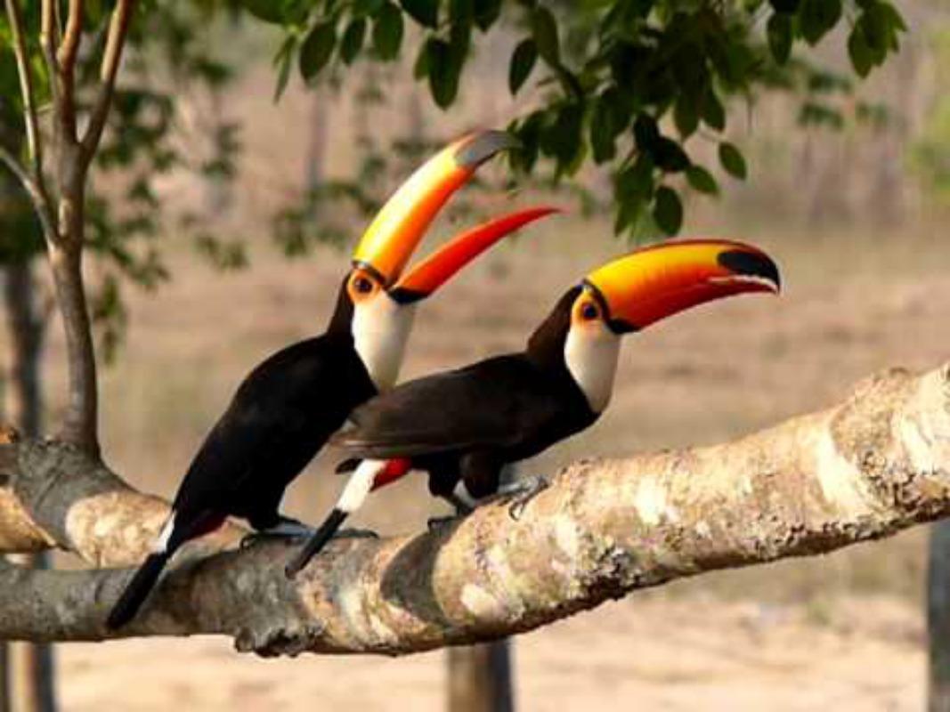 Dietary Habits of the Toucan