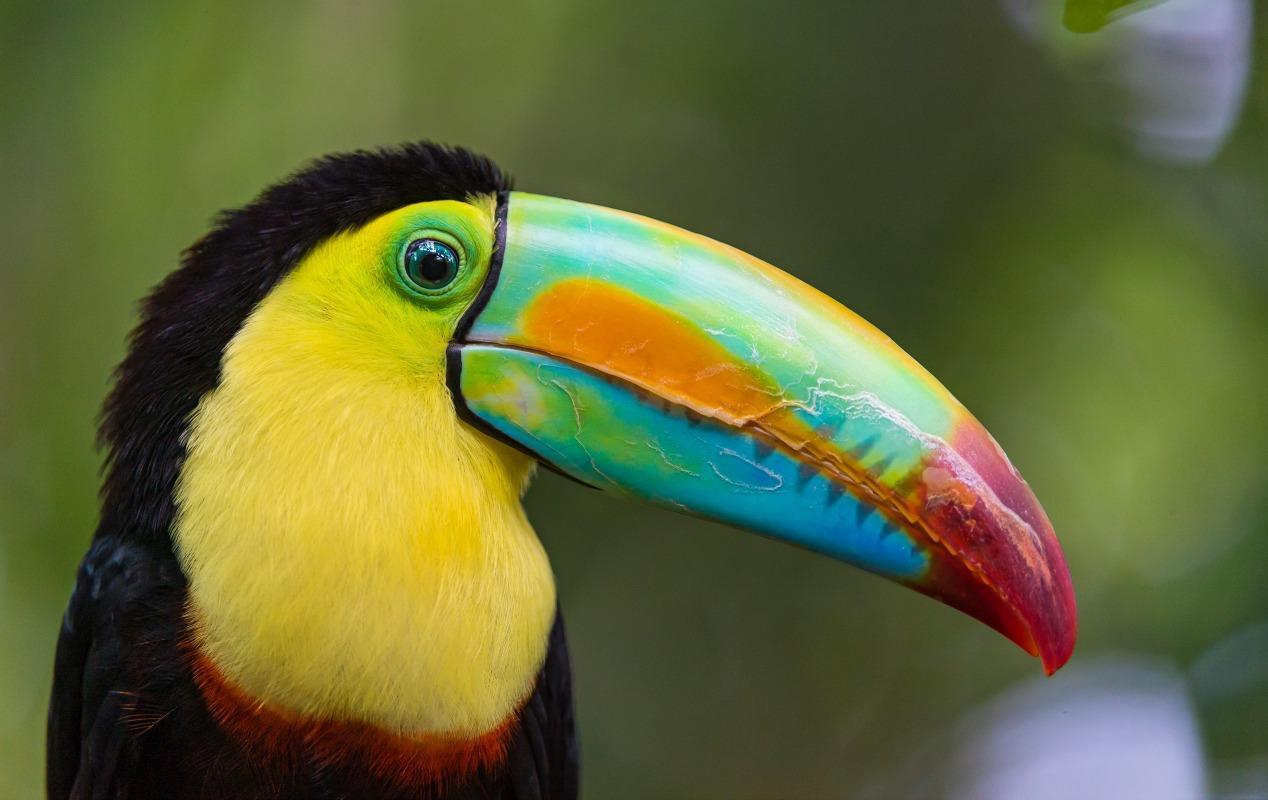 Dietary Habits of the Toucan