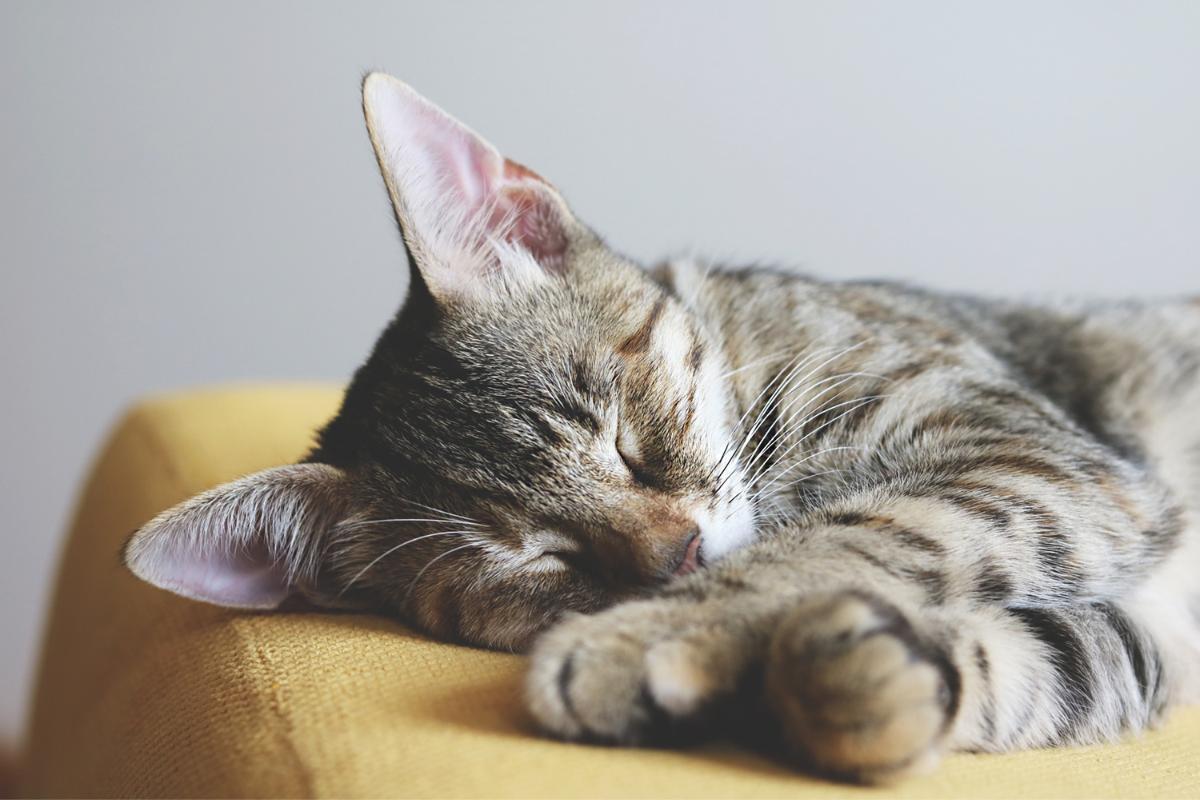 How Can You Tell if Your Cat Is Happy? - 10 Signs of a Happy Cat