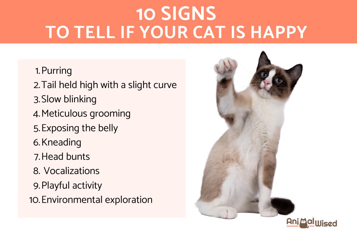 How Can You Tell if Your Cat Is Happy? - 10 Signs of a Happy Cat