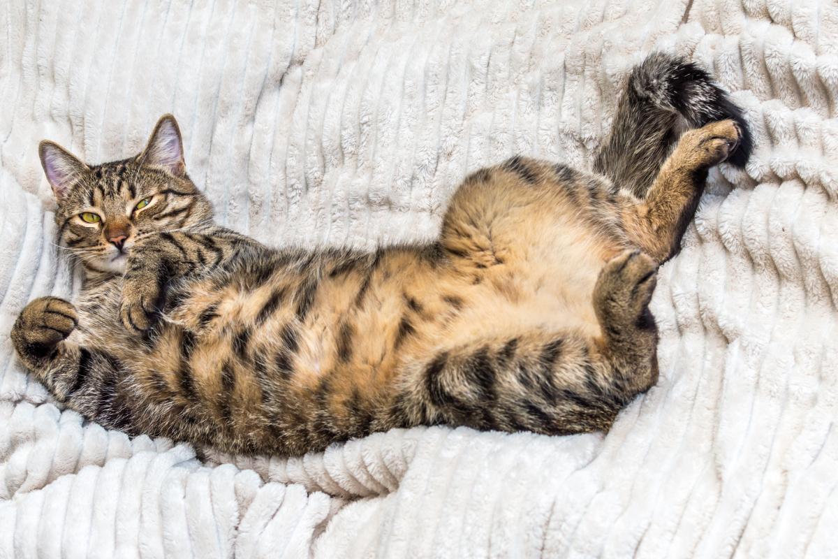 How Can You Tell if Your Cat Is Happy? - 10 Signs of a Happy Cat