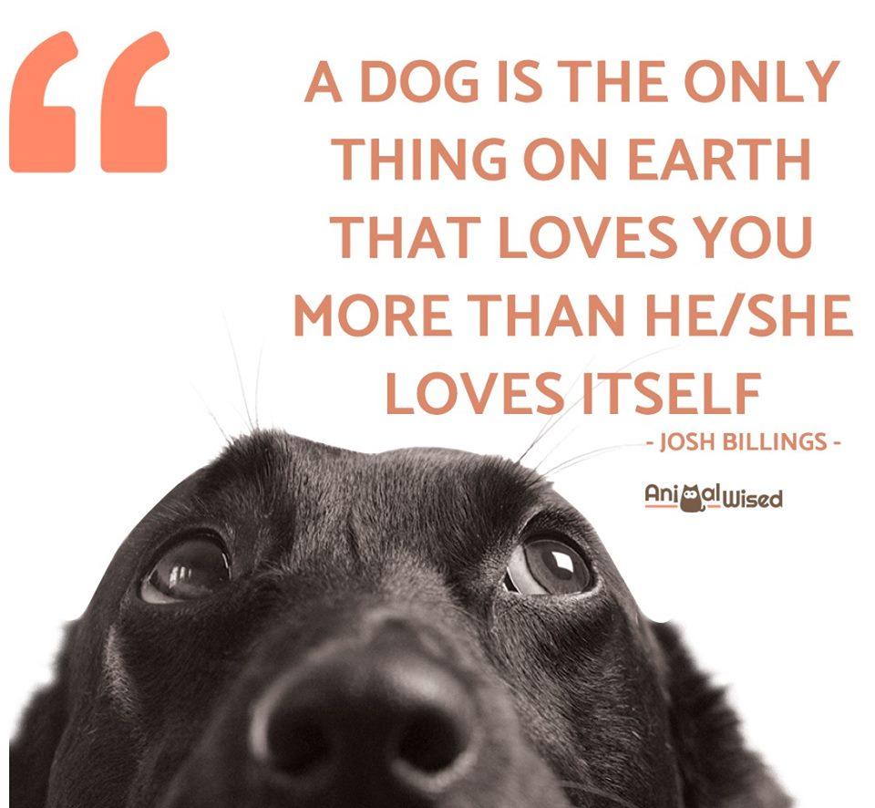 Best Dog Quotes - 60+ to Inspire You!