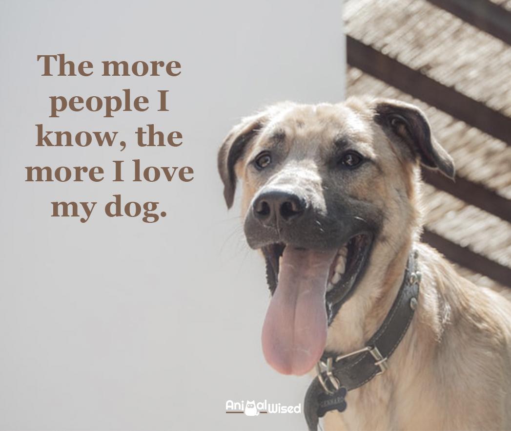 Best Dog Quotes - 60+ to Inspire You!