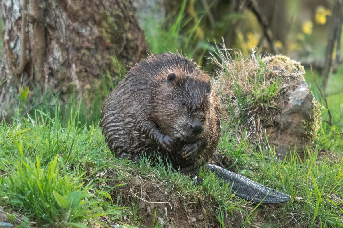 Where Do Beavers Live? - Habitat and Distribution According to Species