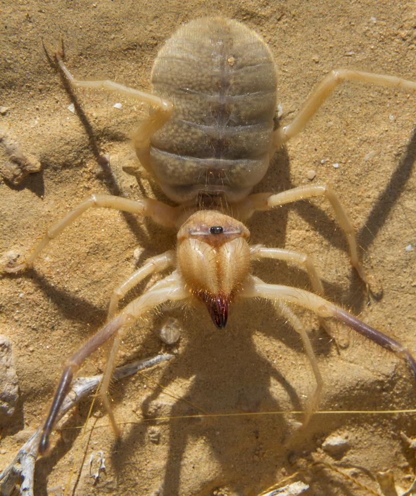 Are Camel Spiders Venomous?
