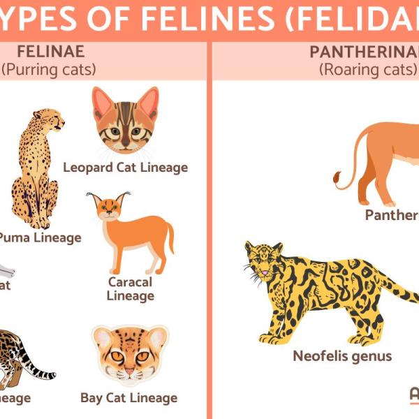 Felidae Family Examples