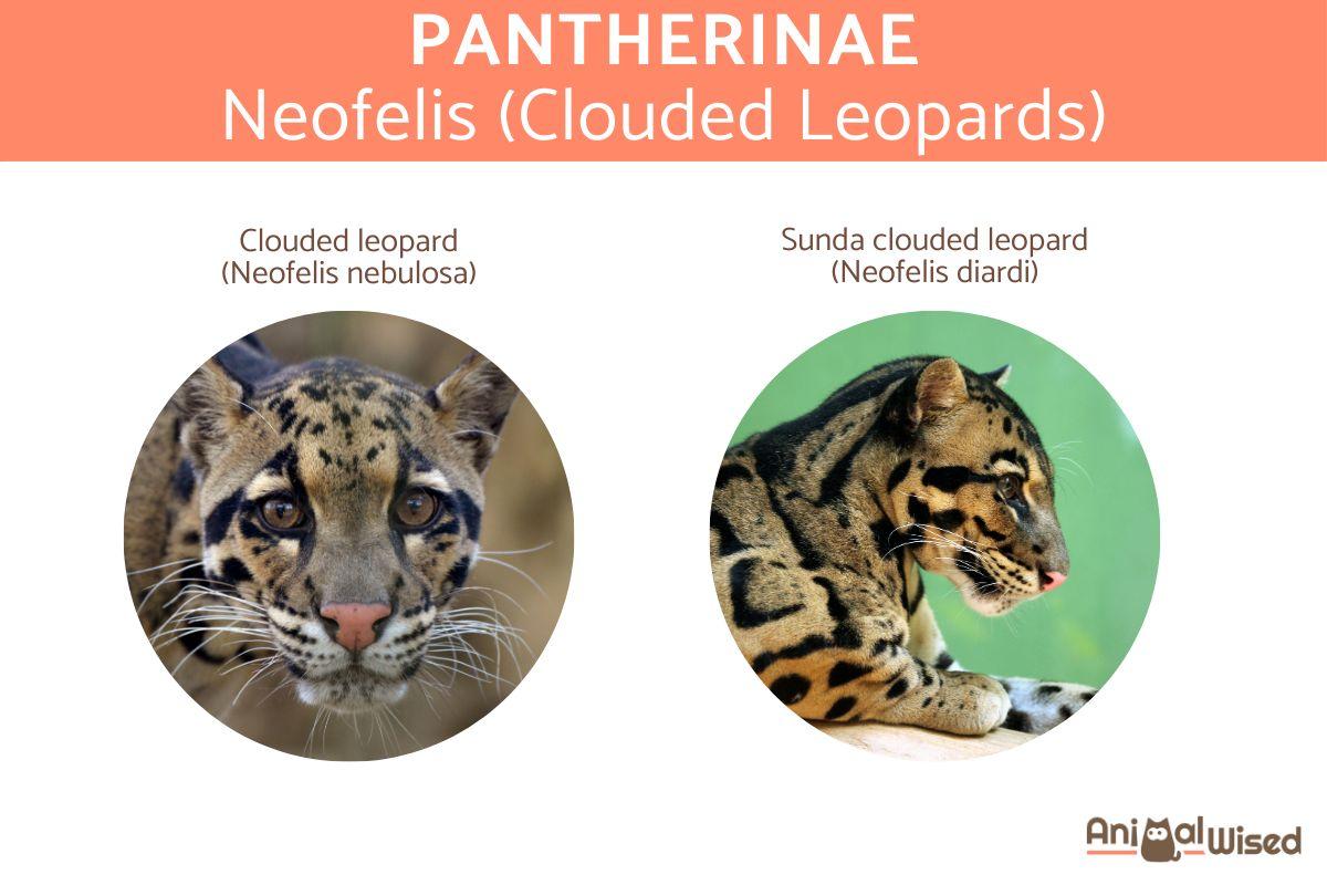 Feline (Felidae) Types Explained - Traits, Breeds, and Examples