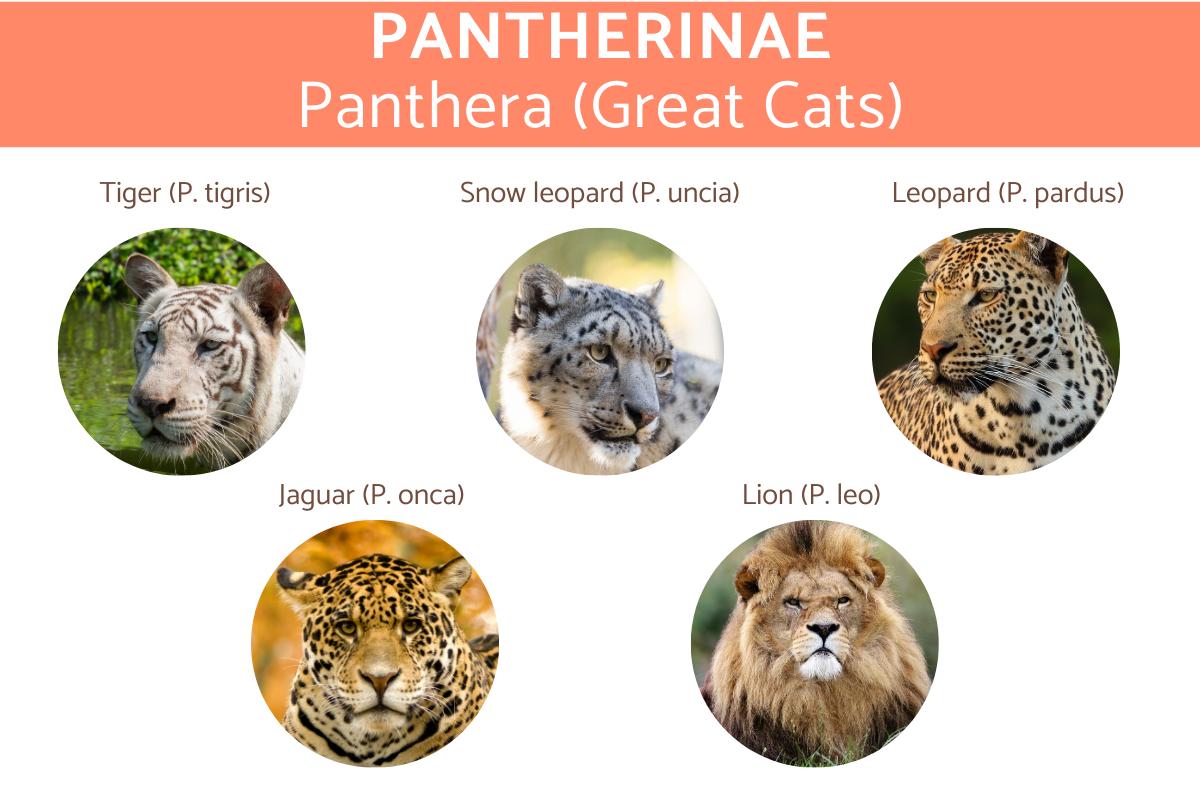 Feline (Felidae) Types Explained - Traits, Breeds, and Examples