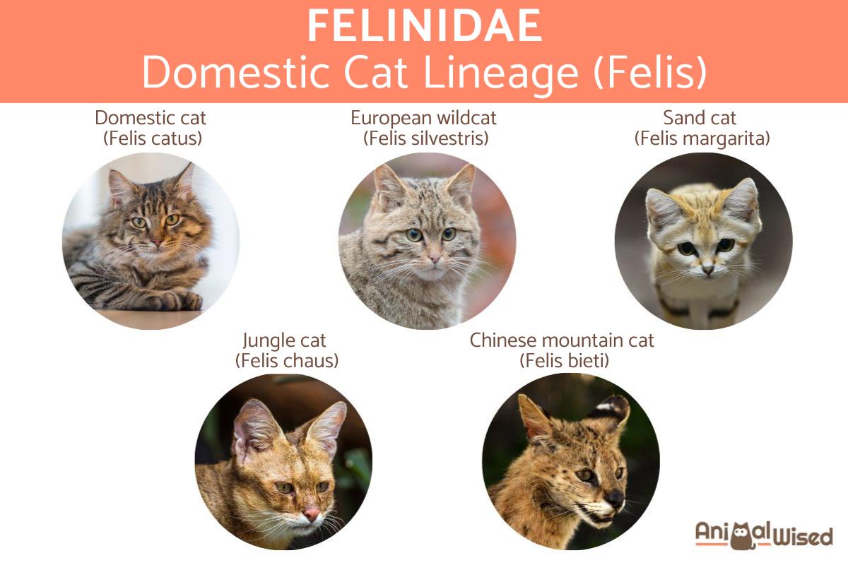 Feline (Felidae) Types Explained - Traits, Breeds, and Examples