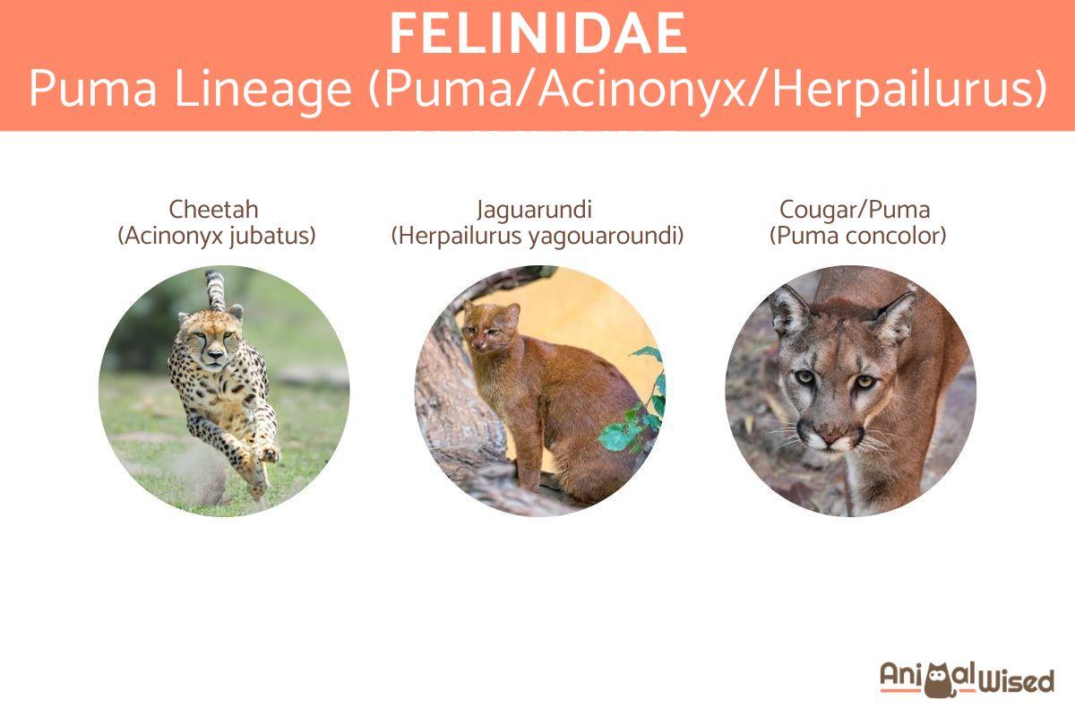 Feline (Felidae) Types Explained - Traits, Breeds, and Examples
