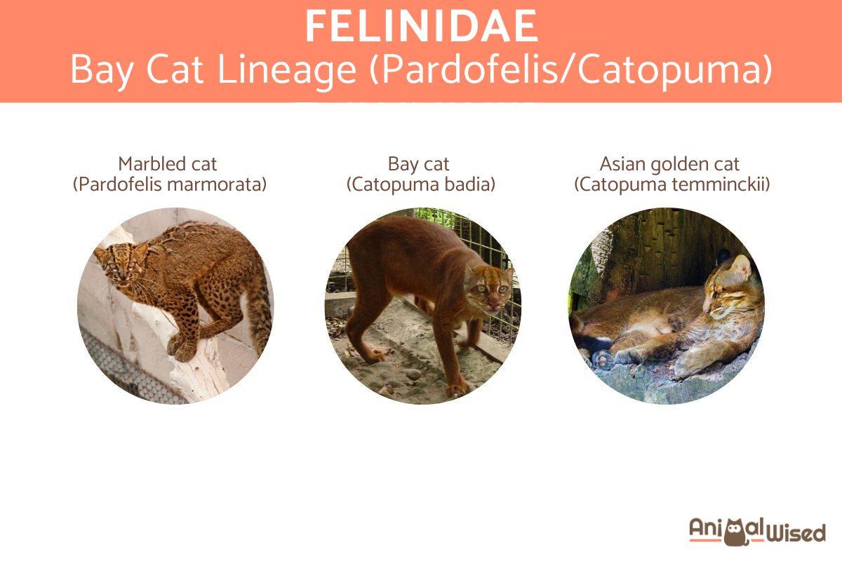 Feline (Felidae) Types Explained - Traits, Breeds, and Examples