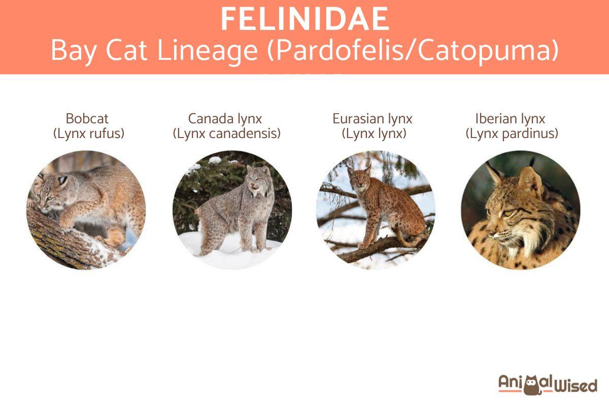 Feline (Felidae) Types Explained - Traits, Breeds, and Examples