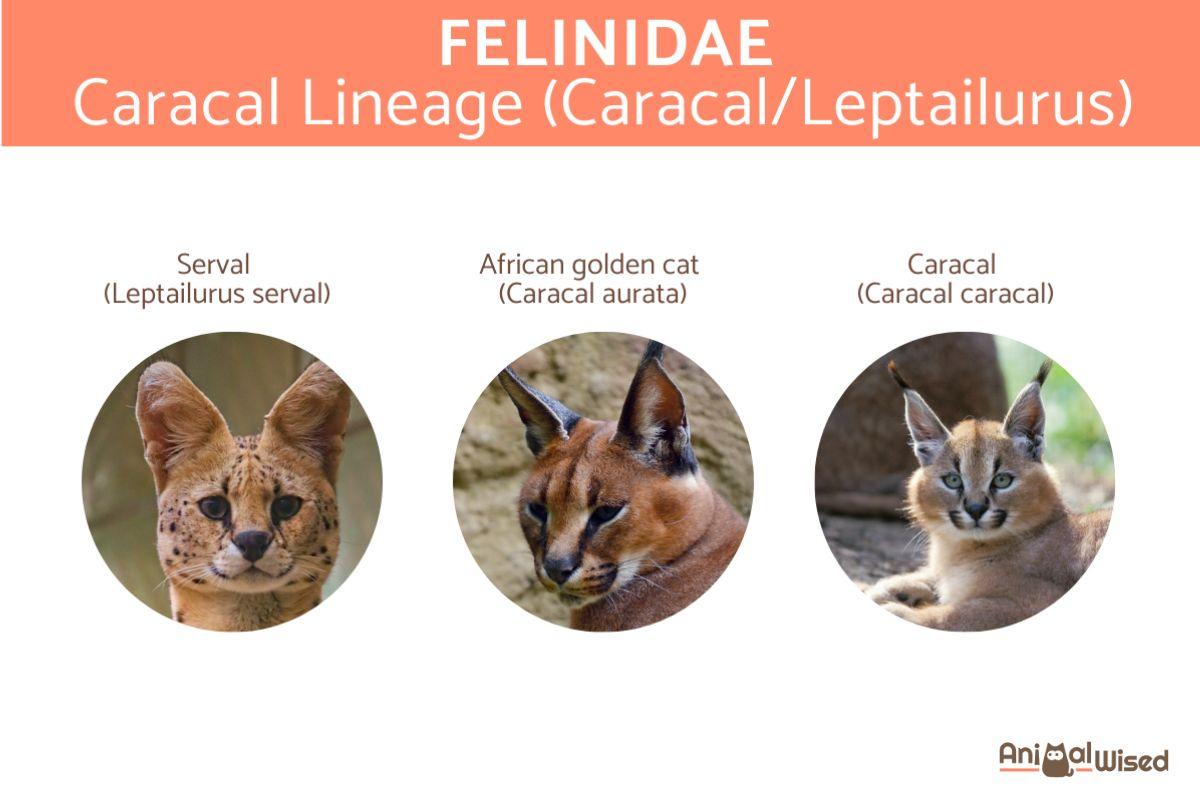 Feline (Felidae) Types Explained - Traits, Breeds, and Examples