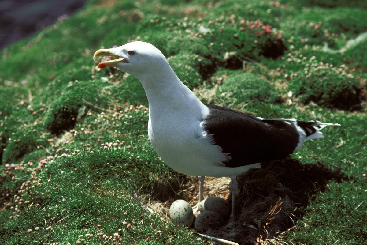 Where do seagulls nest? - Nest Location, Size and Construction