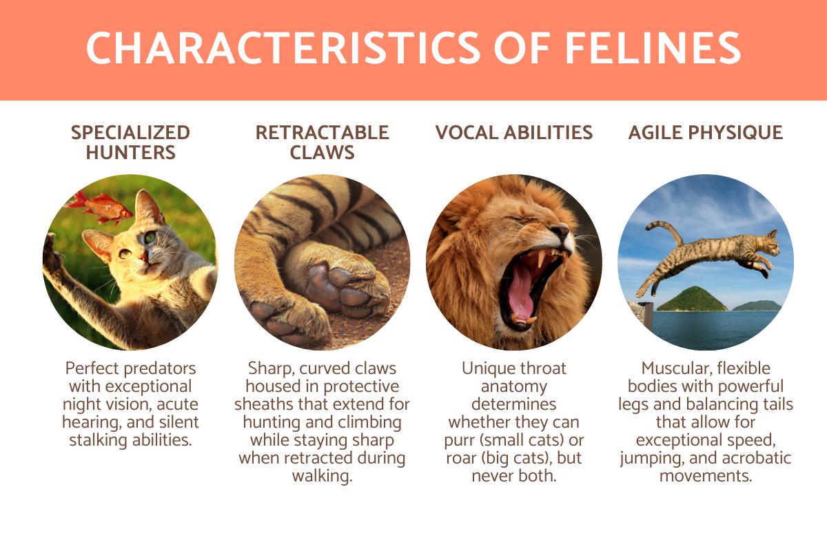 Feline (Felidae) Types Explained - Traits, Breeds, and Examples