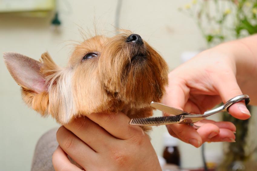 Cutting a Dog's Hair - Step by Step