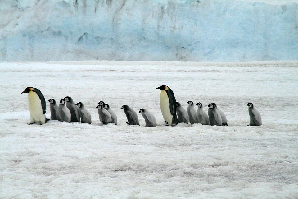 How Do Penguins Mate and Reproduce? - Courtship, Incubation and Care of ...