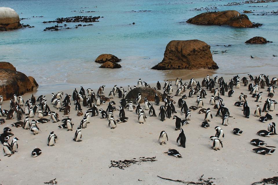 How Do Penguins Mate and Reproduce? - Courtship, Incubation and Care of ...