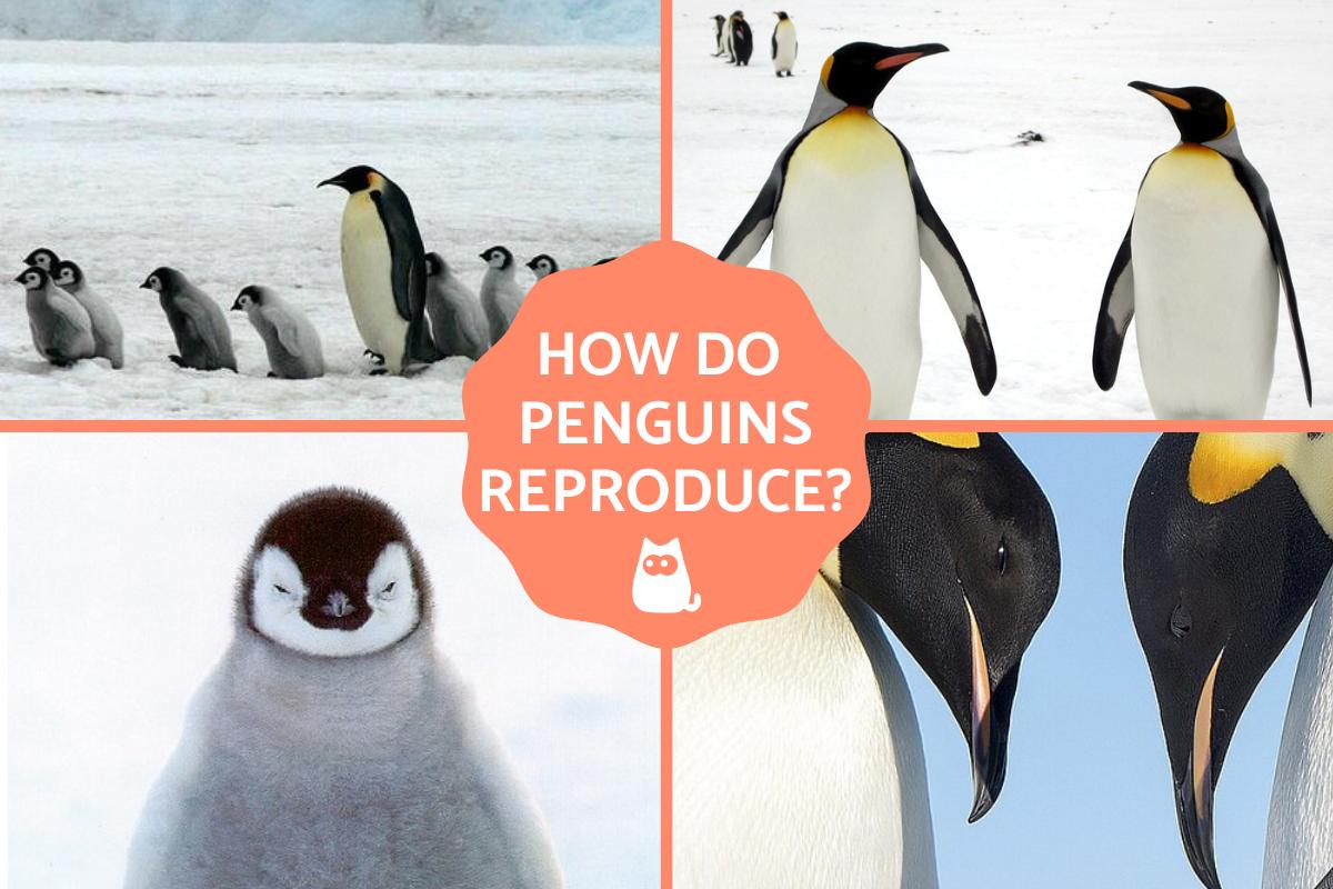 How Do Penguins Mate and Reproduce? - Courtship, Incubation and Care of ...