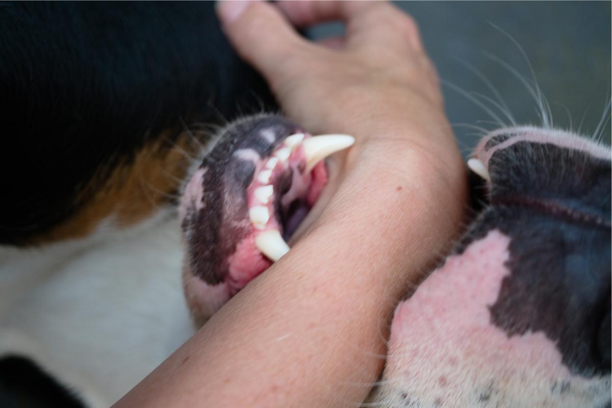 Why Does My Dog Gently Mouth My Hand - Causes and Solutions
