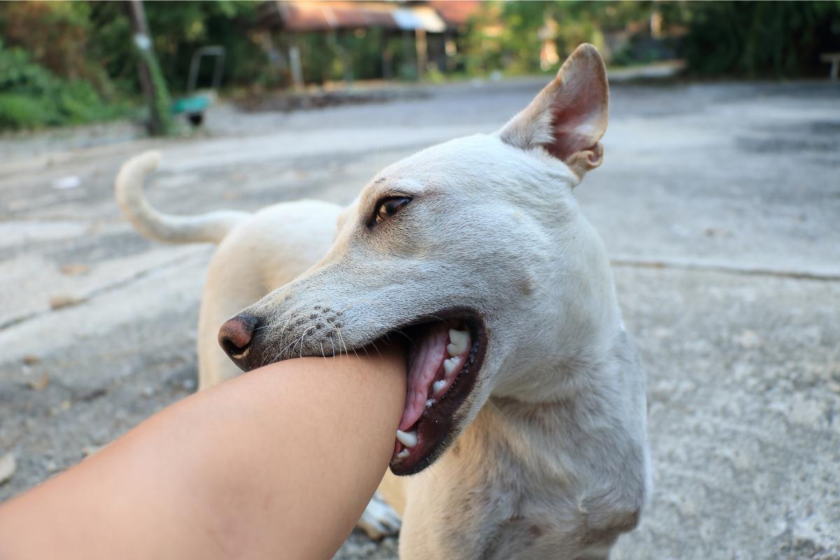 Why Does My Dog Gently Mouth My Hand - Causes and Solutions