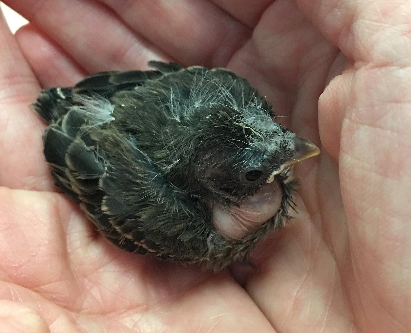 Keeping Sparrows as House Pets? - Can Sparrows Adapt to Cages?