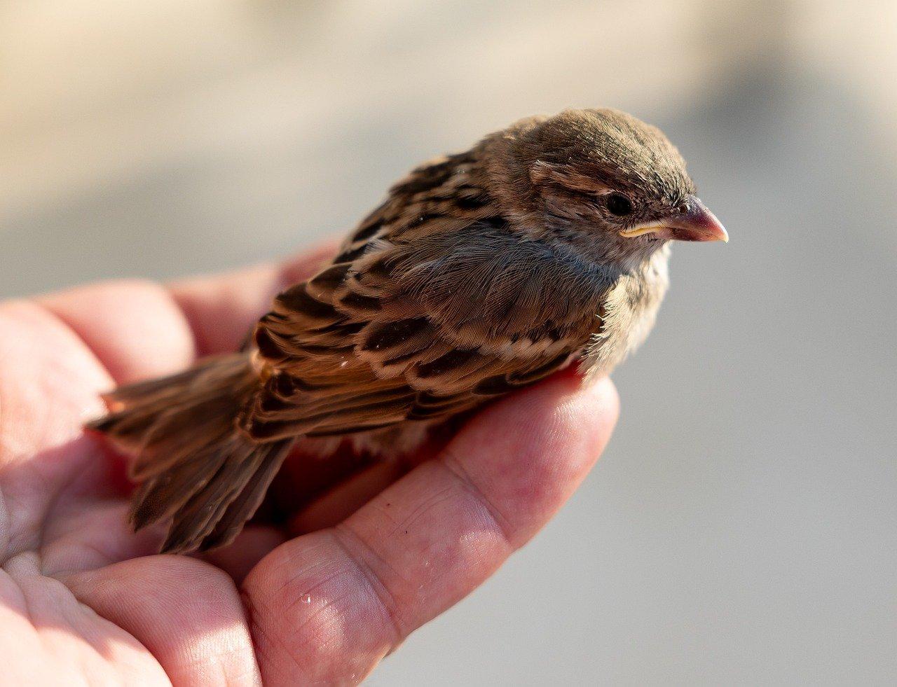 Keeping Sparrows as House Pets? - Can Sparrows Adapt to Cages?