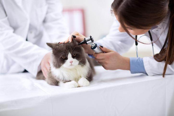 Ear Infections In Cats - Causes & Treatment