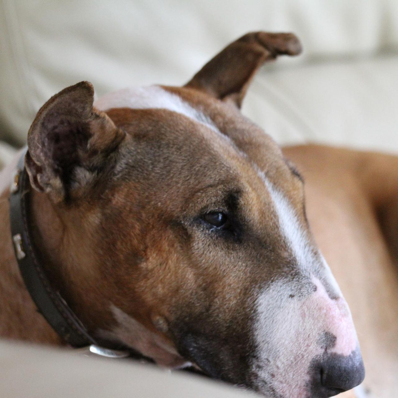 Common Diseases of Bull Terriers