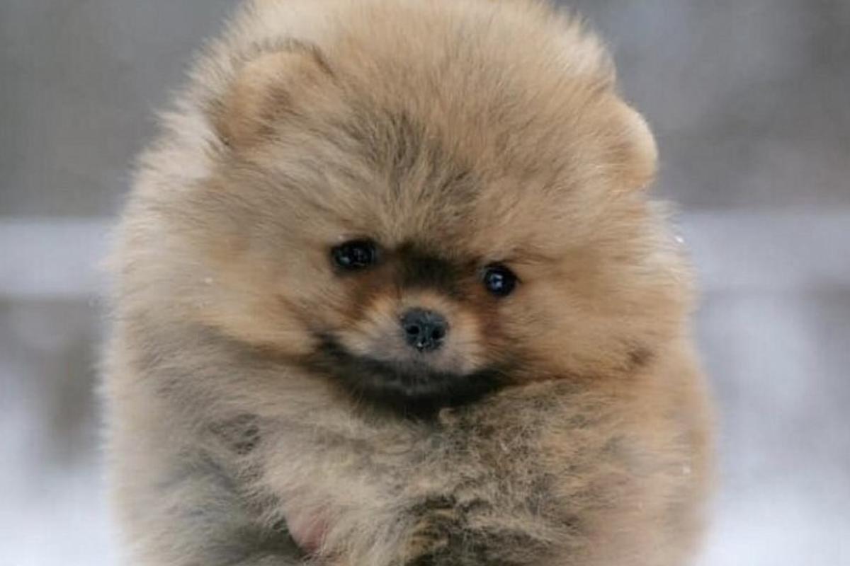 10+ Types of Pomeranian Dog Breeds - With Mixes and Photos