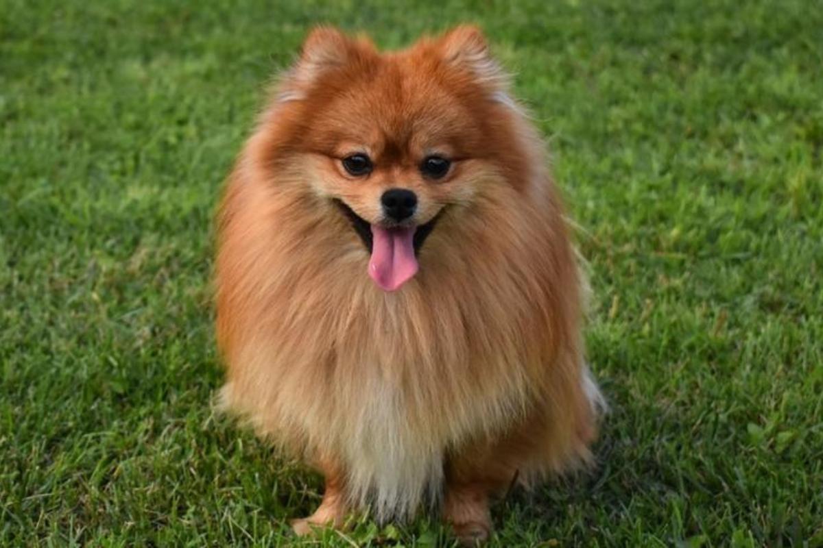 10+ Types of Pomeranian Dog Breeds - With Mixes and Photos
