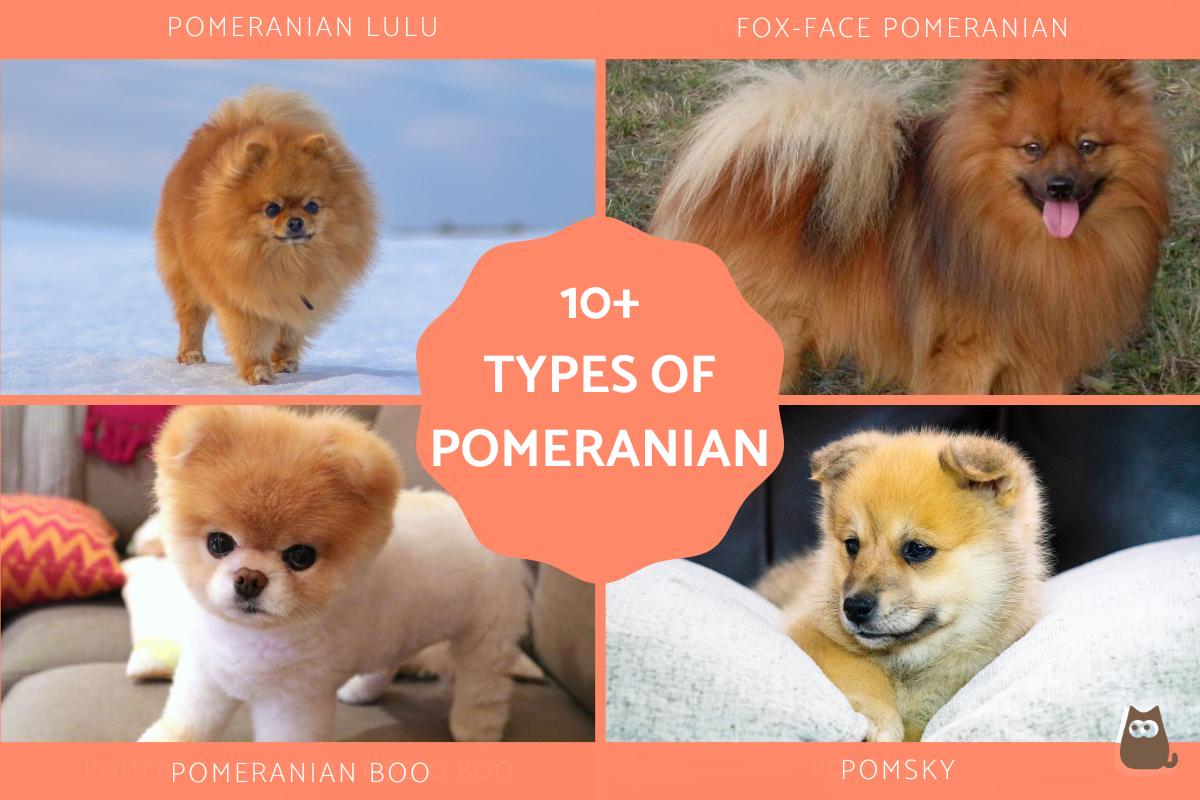10+ Types of Pomeranian Dog Breeds - With Mixes and Photos
