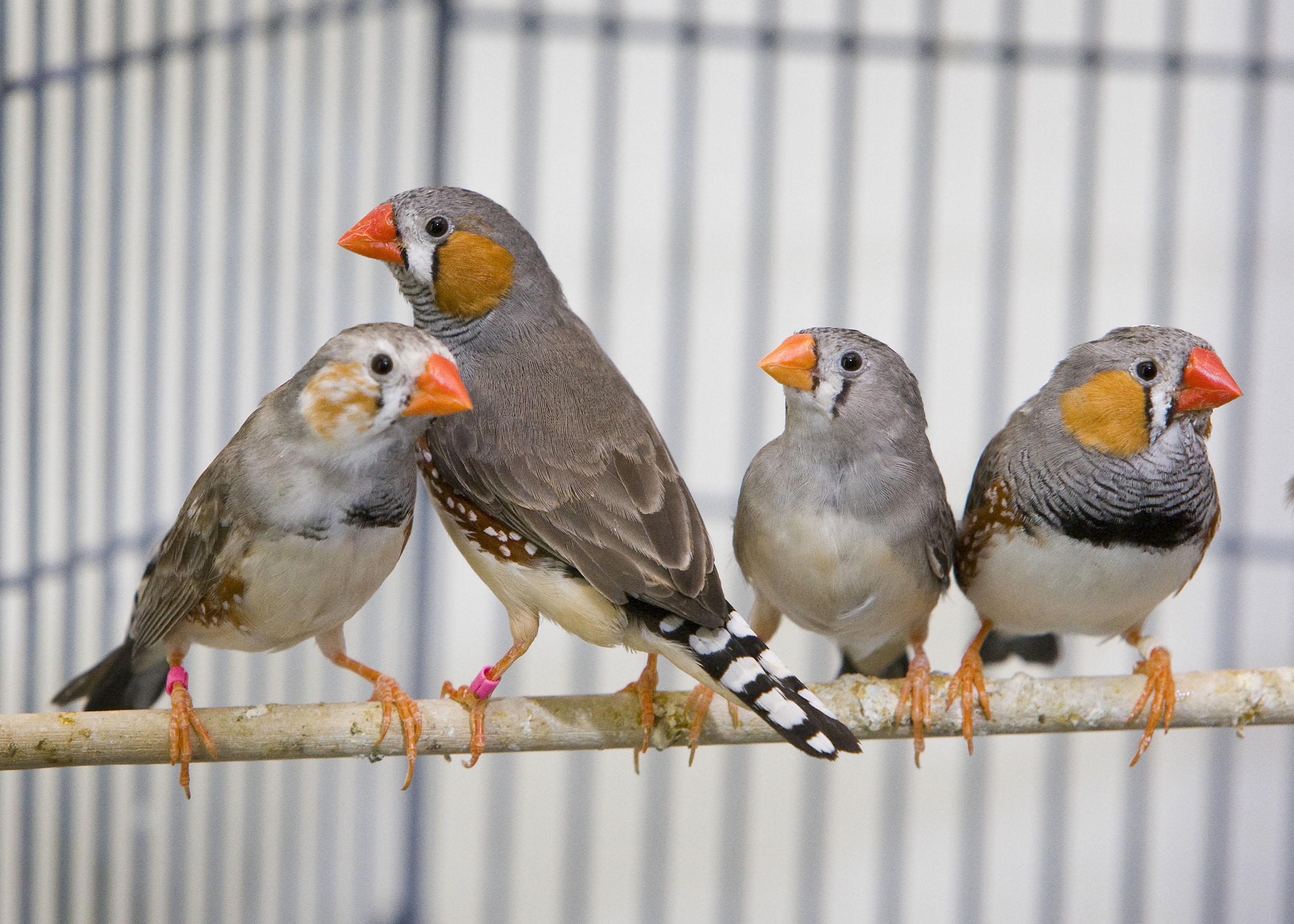 Fruits and Vegetables for Zebra Finches - Types, Portions and More