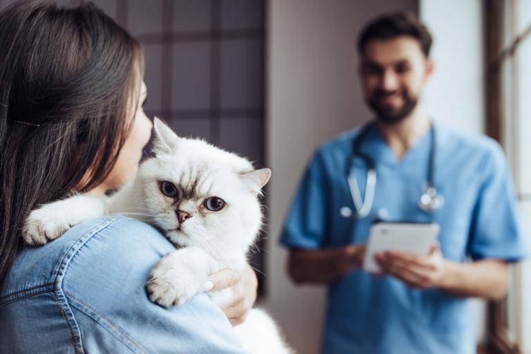 Meloxicam for Cats - Uses, Dosage, and Side Effects