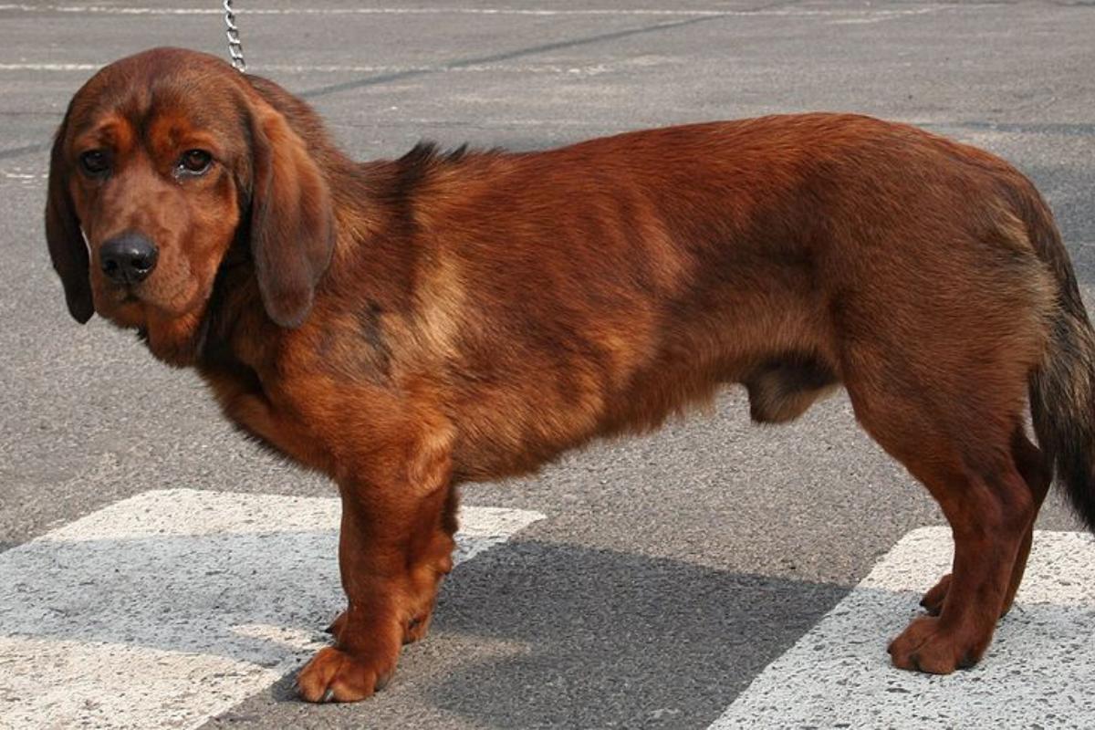 +20 Sniffer Dog Breeds - Characteristics and Photos