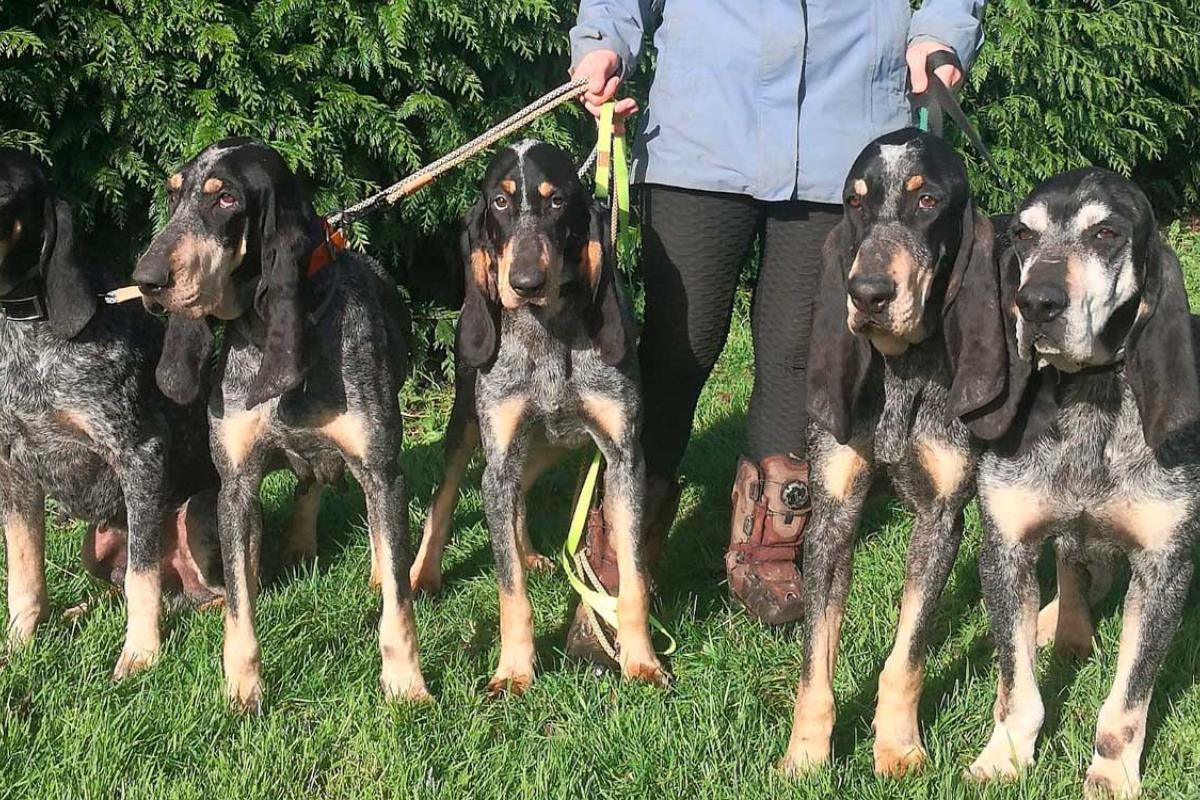 +20 Sniffer Dog Breeds - Characteristics and Photos