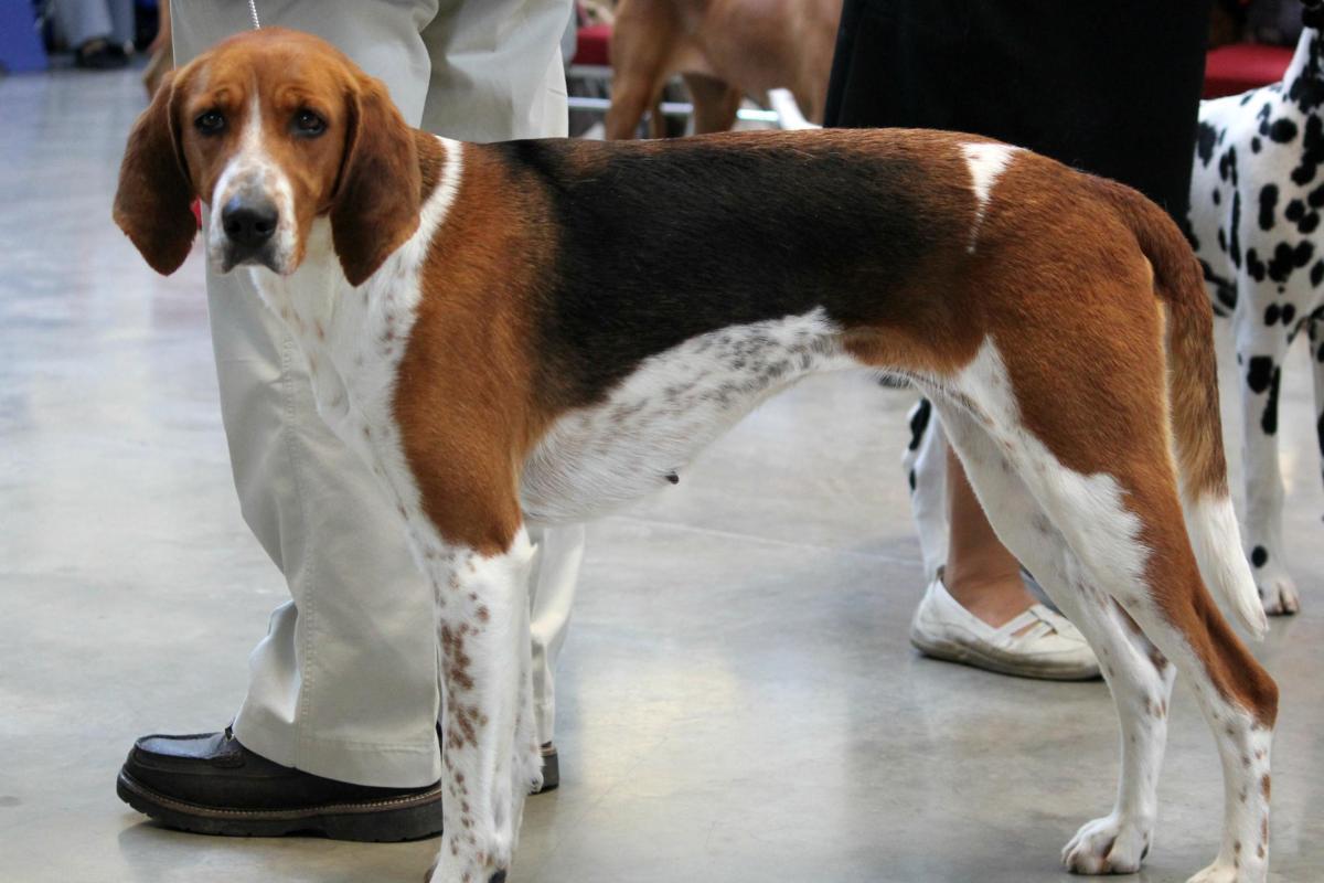 +20 Sniffer Dog Breeds - Characteristics and Photos