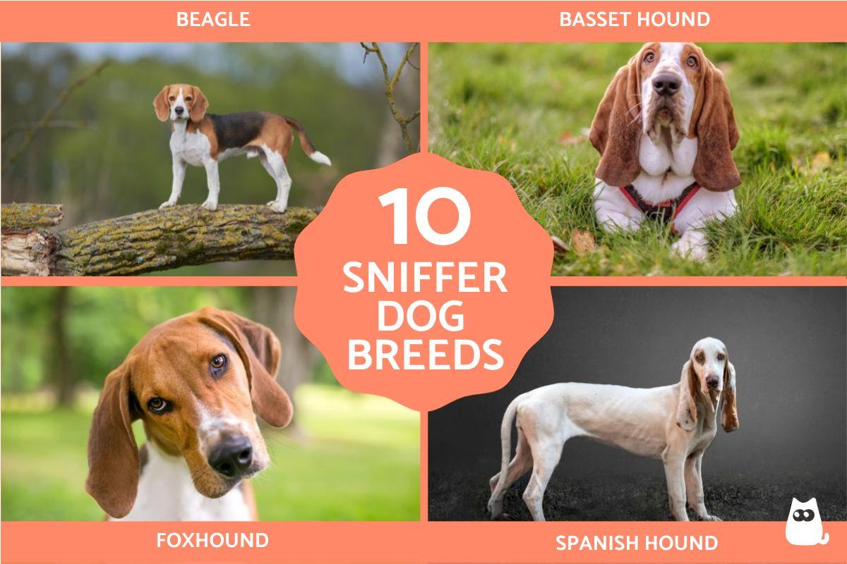 +20 Sniffer Dog Breeds - Characteristics and Photos