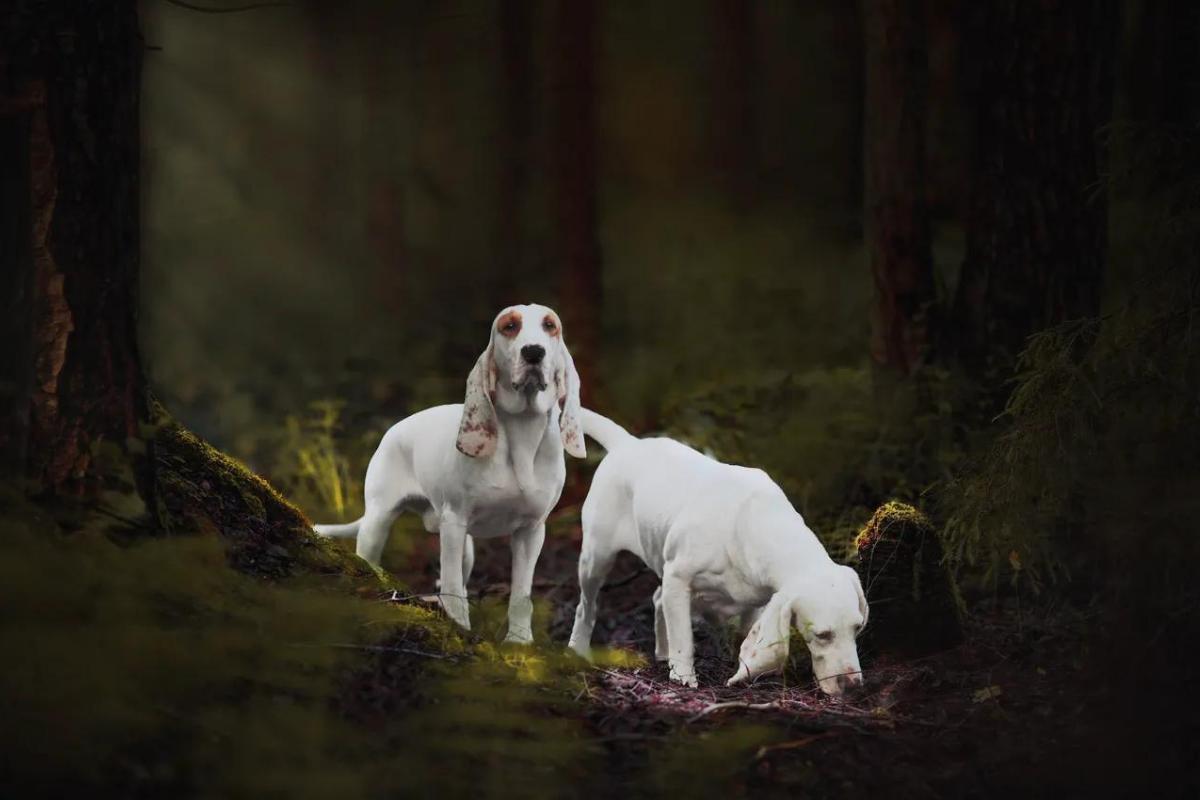 +20 Sniffer Dog Breeds - Characteristics and Photos