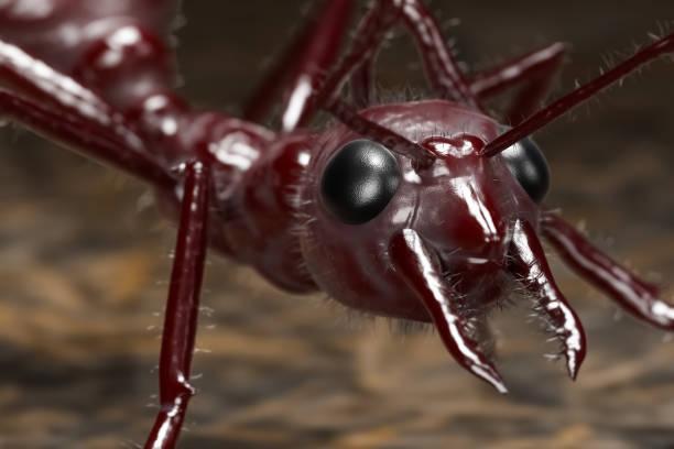 Do Ants Have Eyes? - Ant Vision Explained