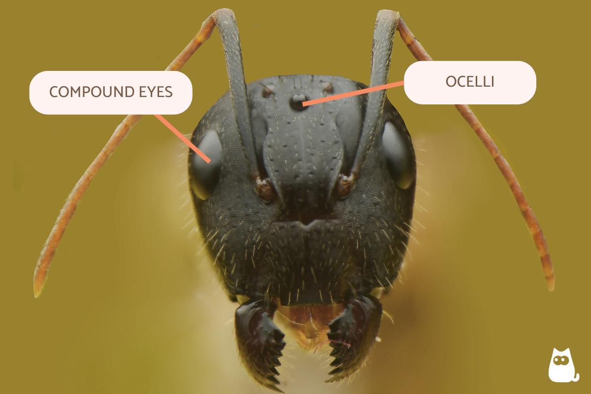 Do Ants Have Eyes? - Ant Vision Explained